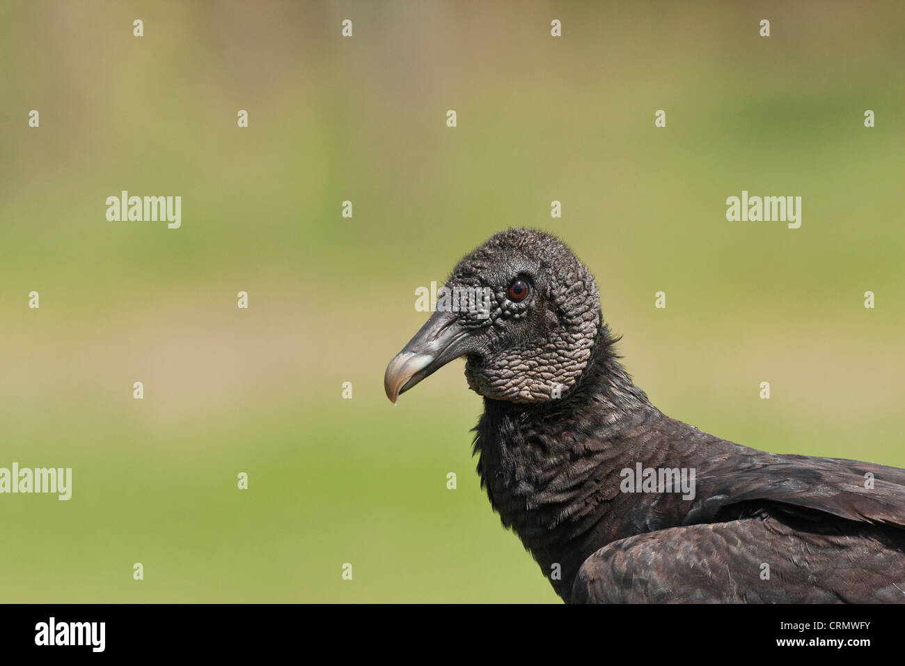 Head shot of American Black Vulture Stock Photo - Alamy
