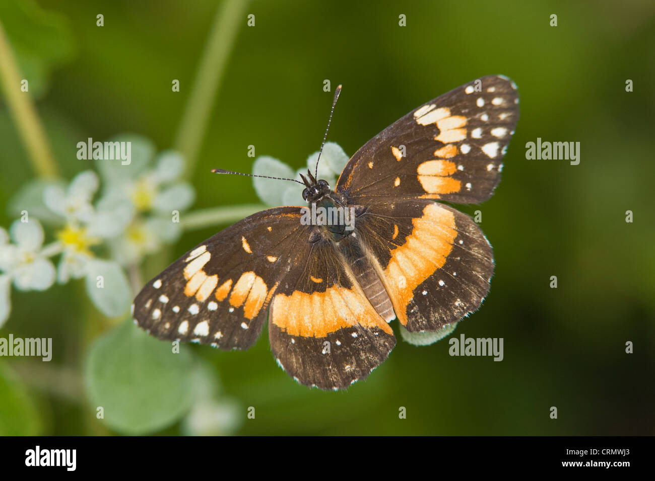 Bordered Patch Butterfly, Rio Grande Valley, Texas Stock Photo - Alamy