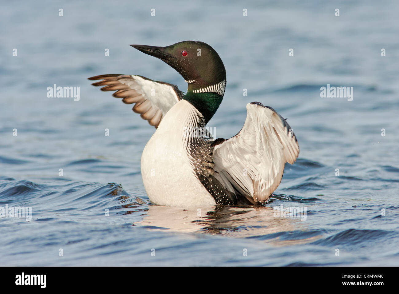North american loon hi-res stock photography and images - Alamy