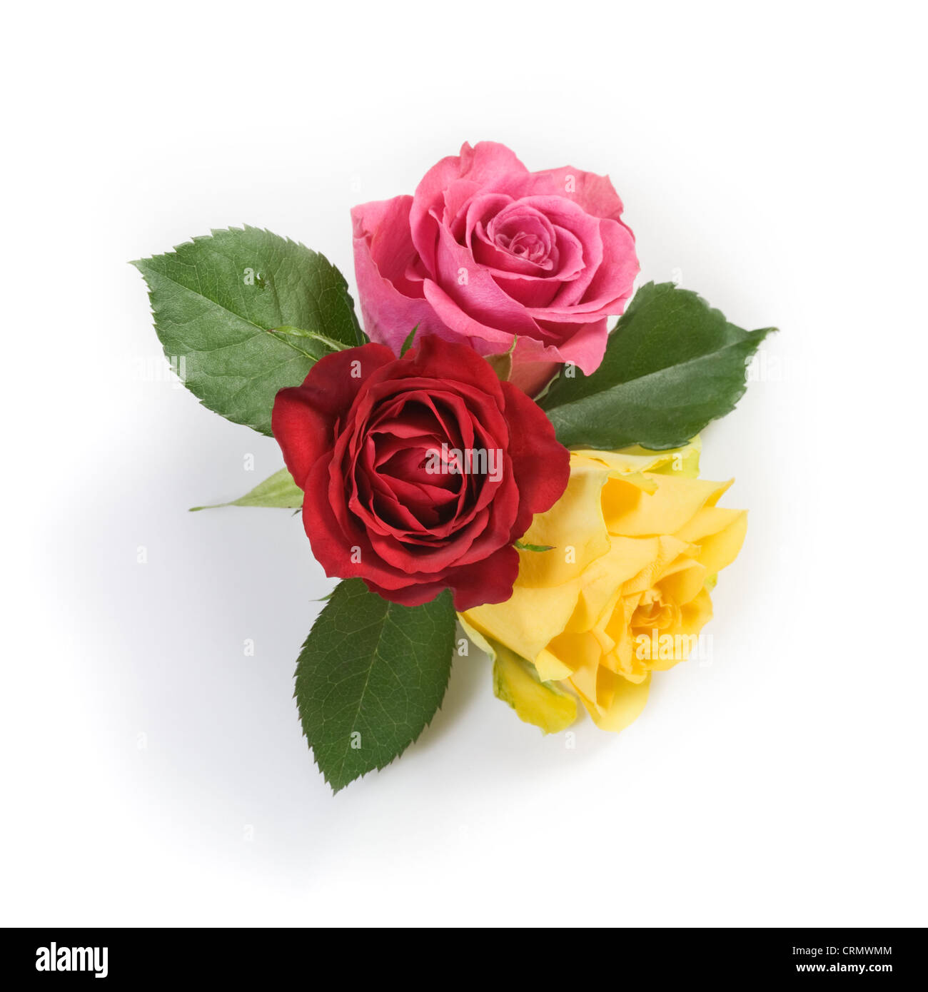 Three fresh colorful roses on white background Stock Photo - Alamy