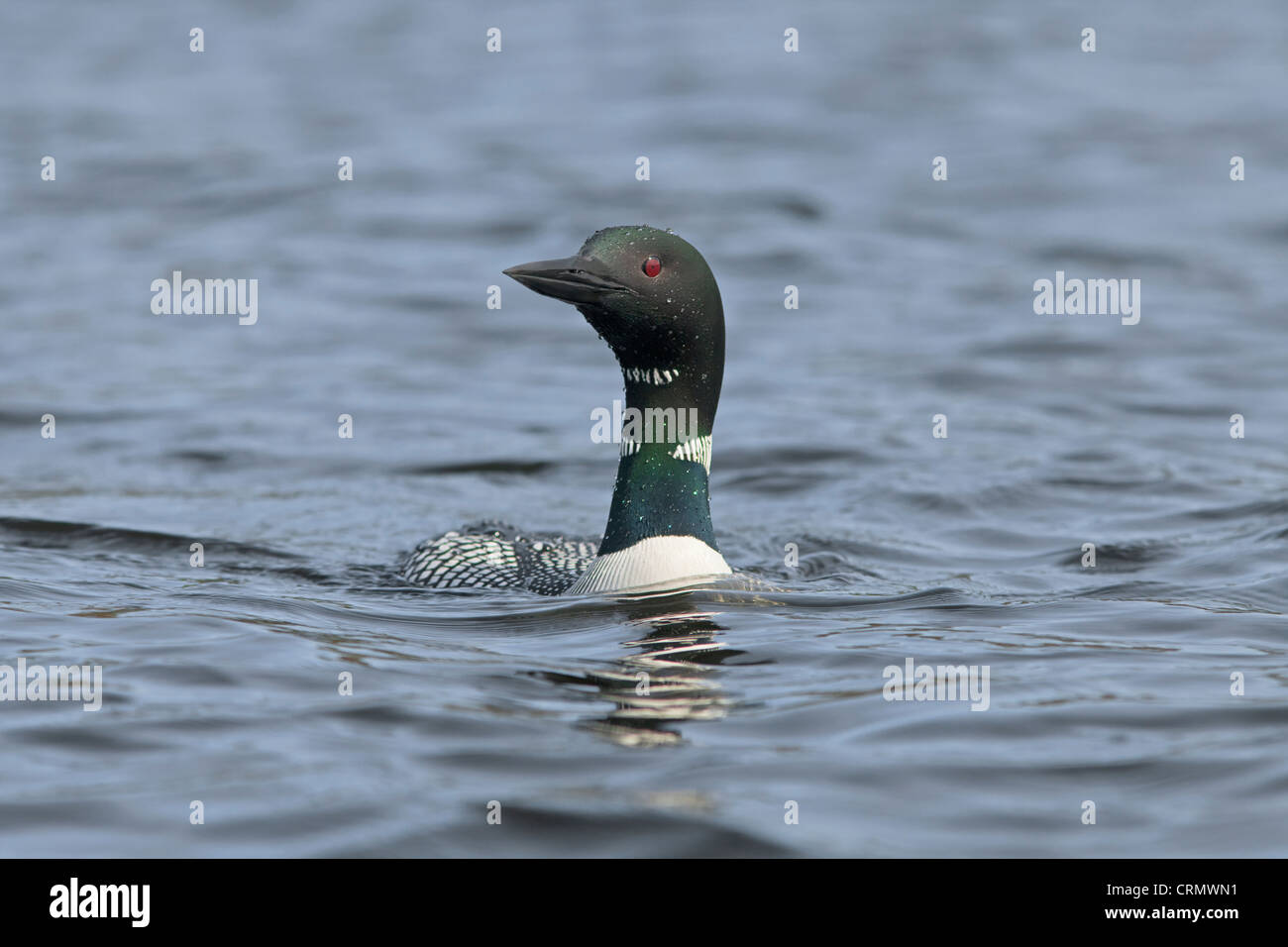 Common Loon surfacing after dive for food in Northern Michigan Stock ...