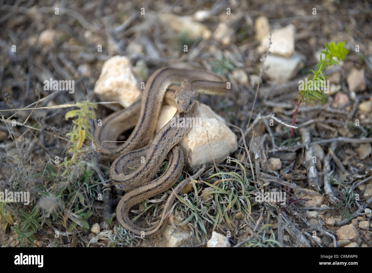Coiled black and brown ladder snake with forked tongue protruding ...