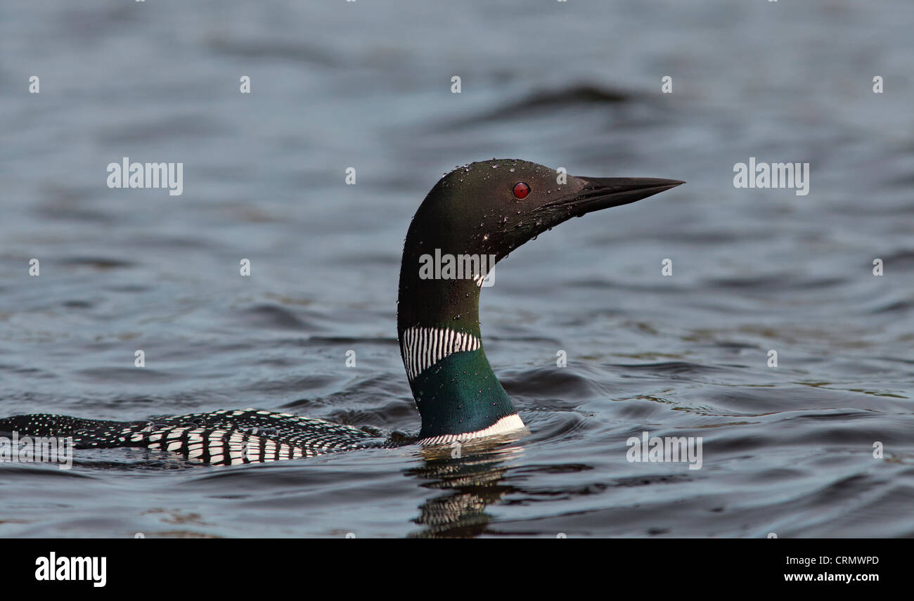 Common Loon surfacing after dive for food in Northern Michigan Stock ...
