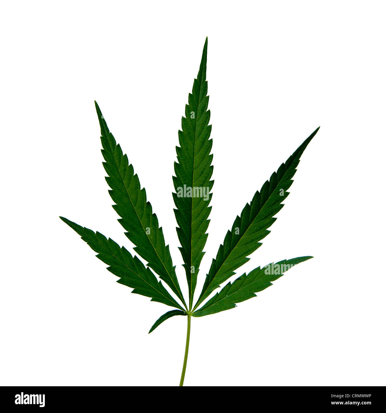 Marijuana image Cut Out Stock Images & Pictures - Alamy