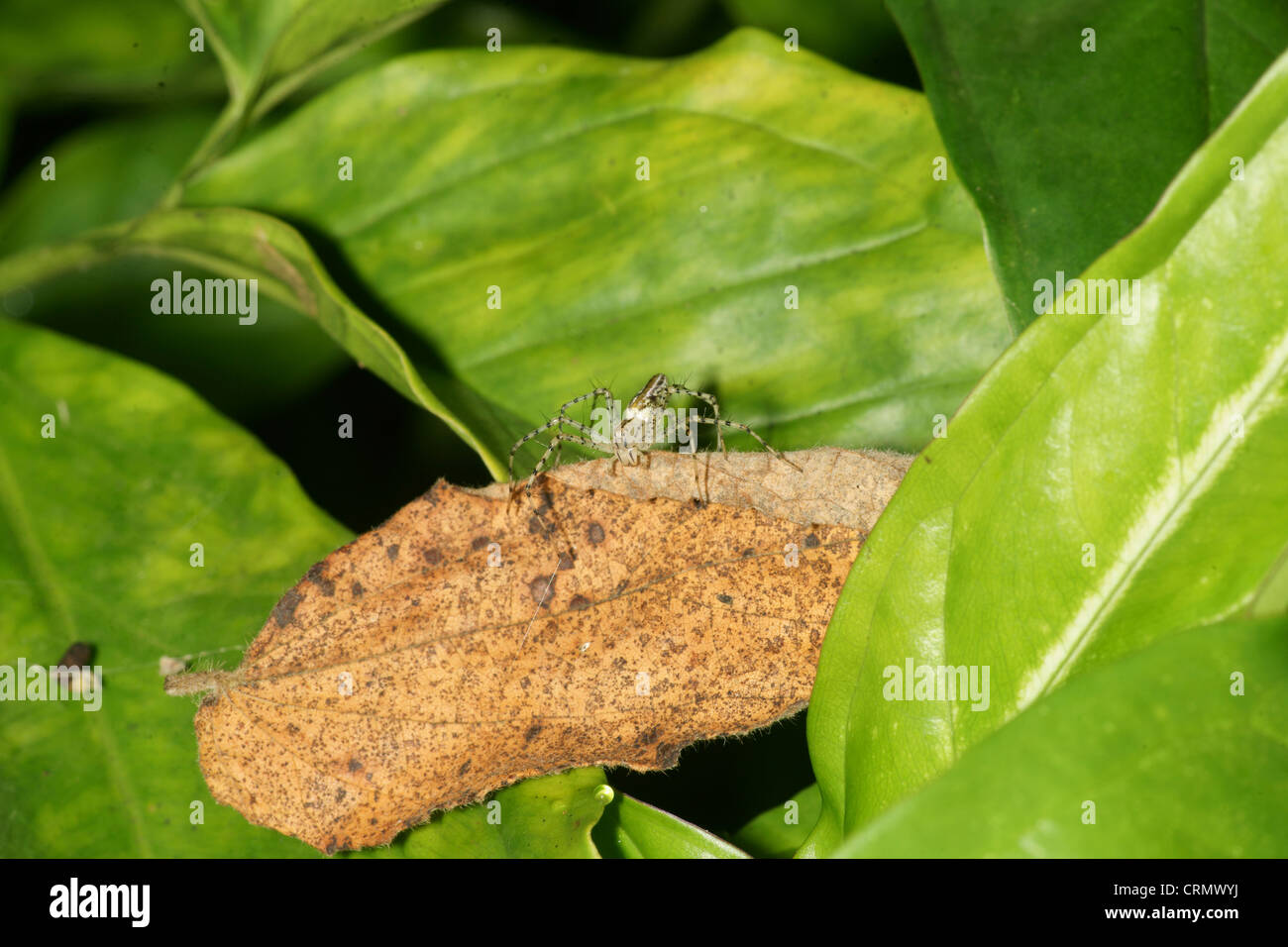 Striped Lynx spider (Oxyopes salticus) waits for prey relying on ...
