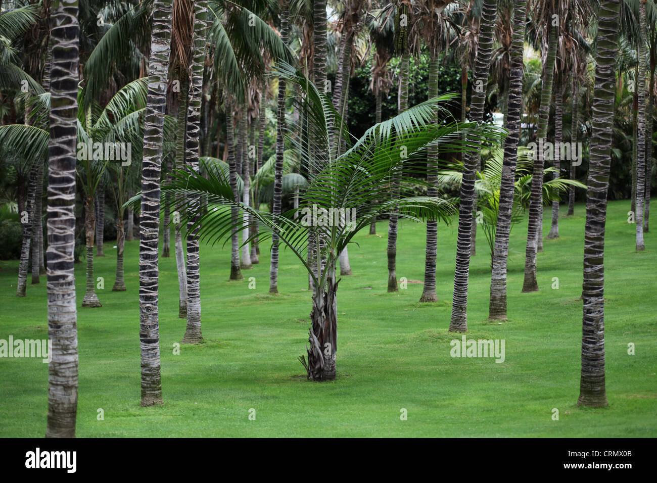 Palm tree trunks at Loro Parque Stock Photo - Alamy