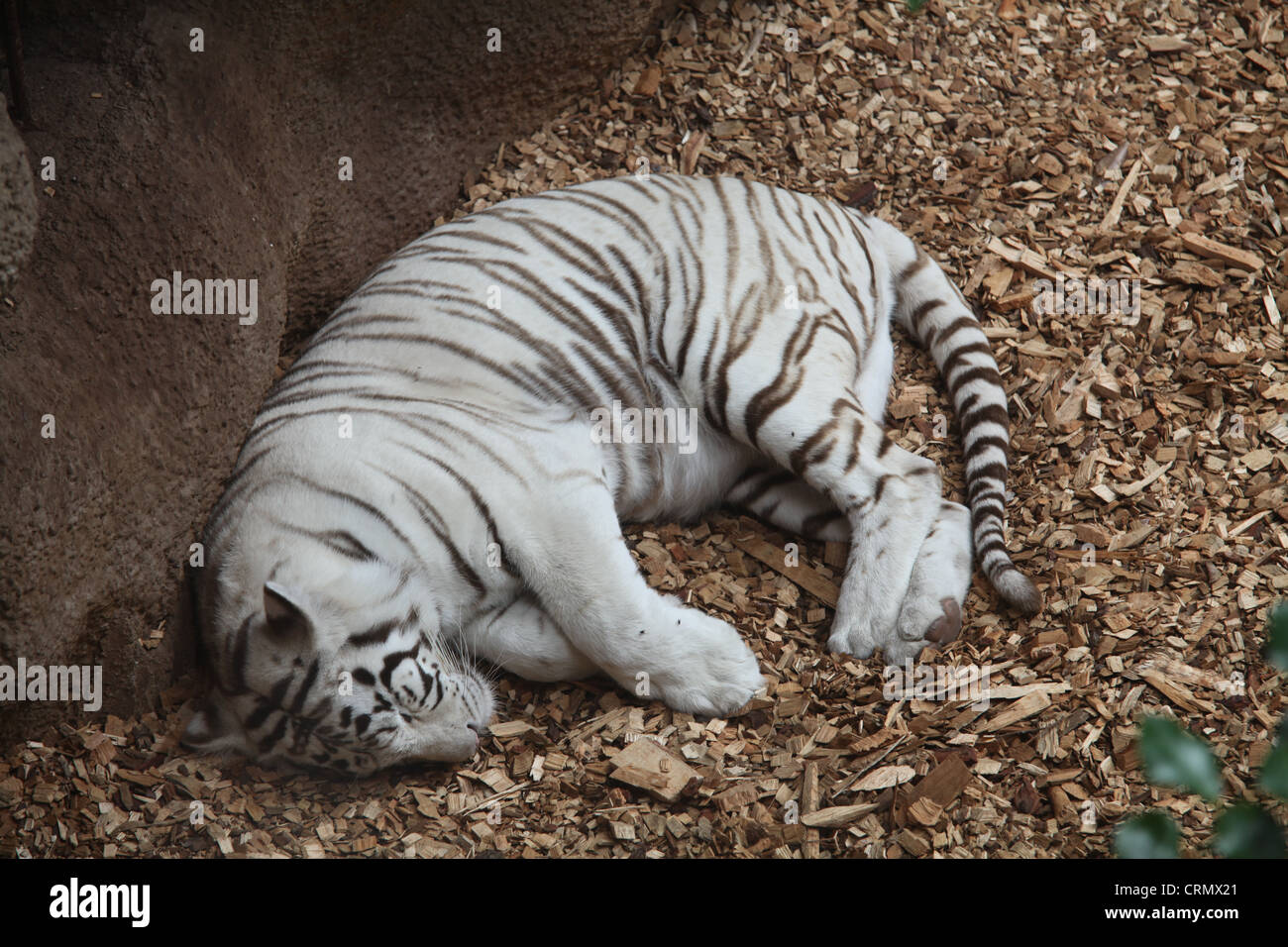 White tiger sleeping hi-res stock photography and images - Alamy