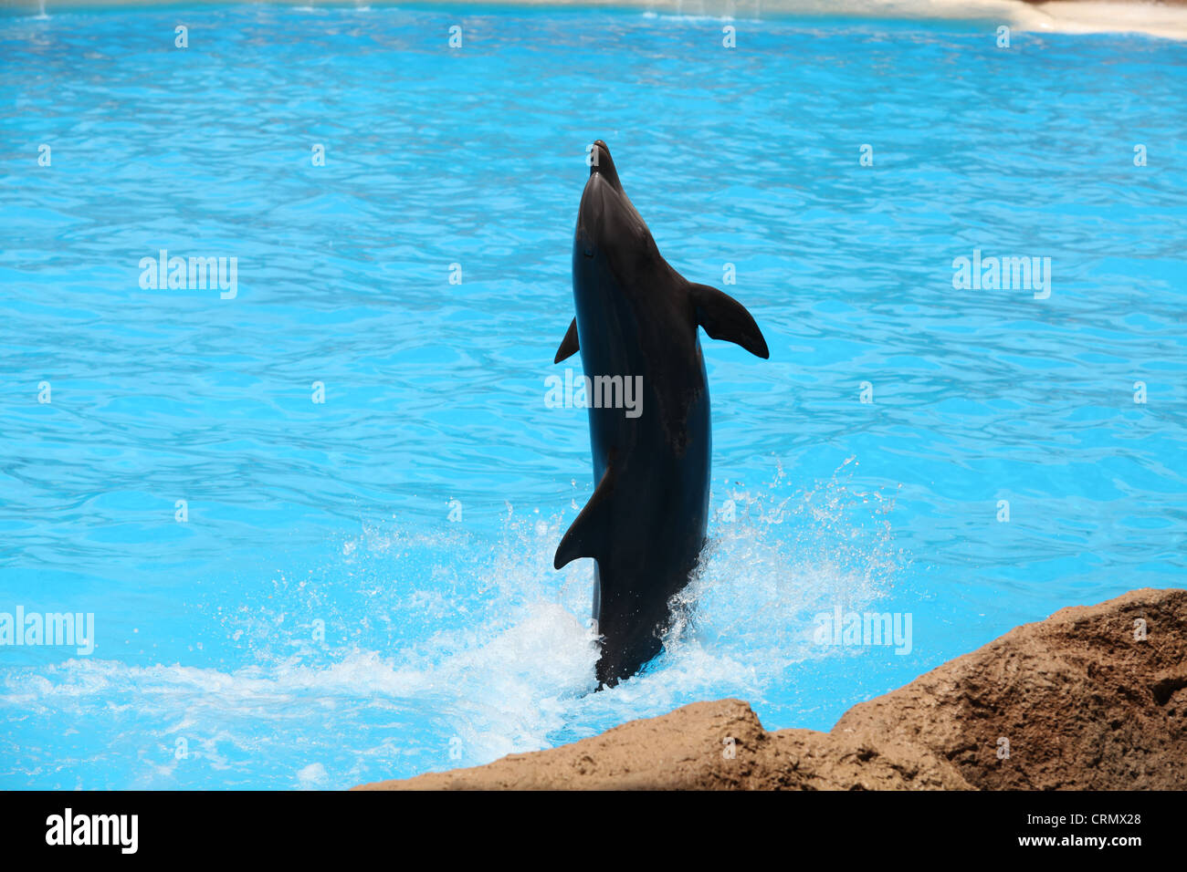 Dolphin standing out of the water at Loro Parque Stock Photo - Alamy