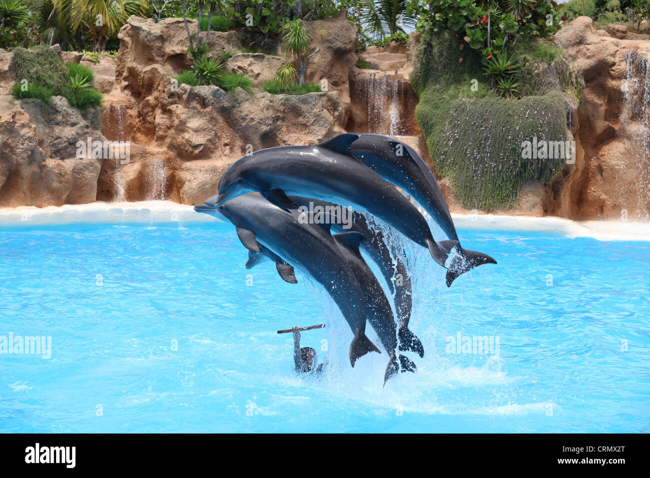 Five dolphins hi-res stock photography and images - Alamy