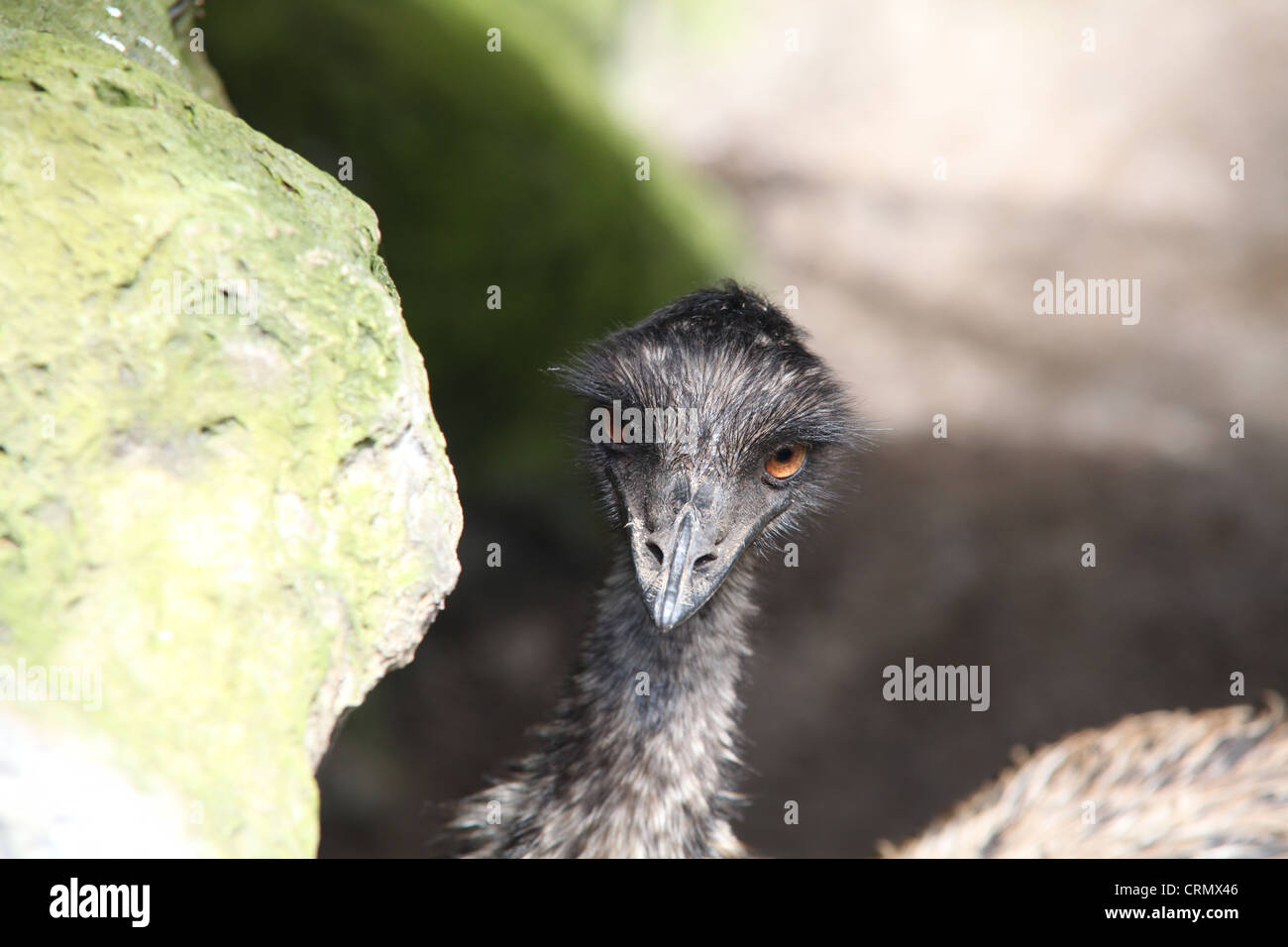 Emu at Loro Parque Stock Photo - Alamy