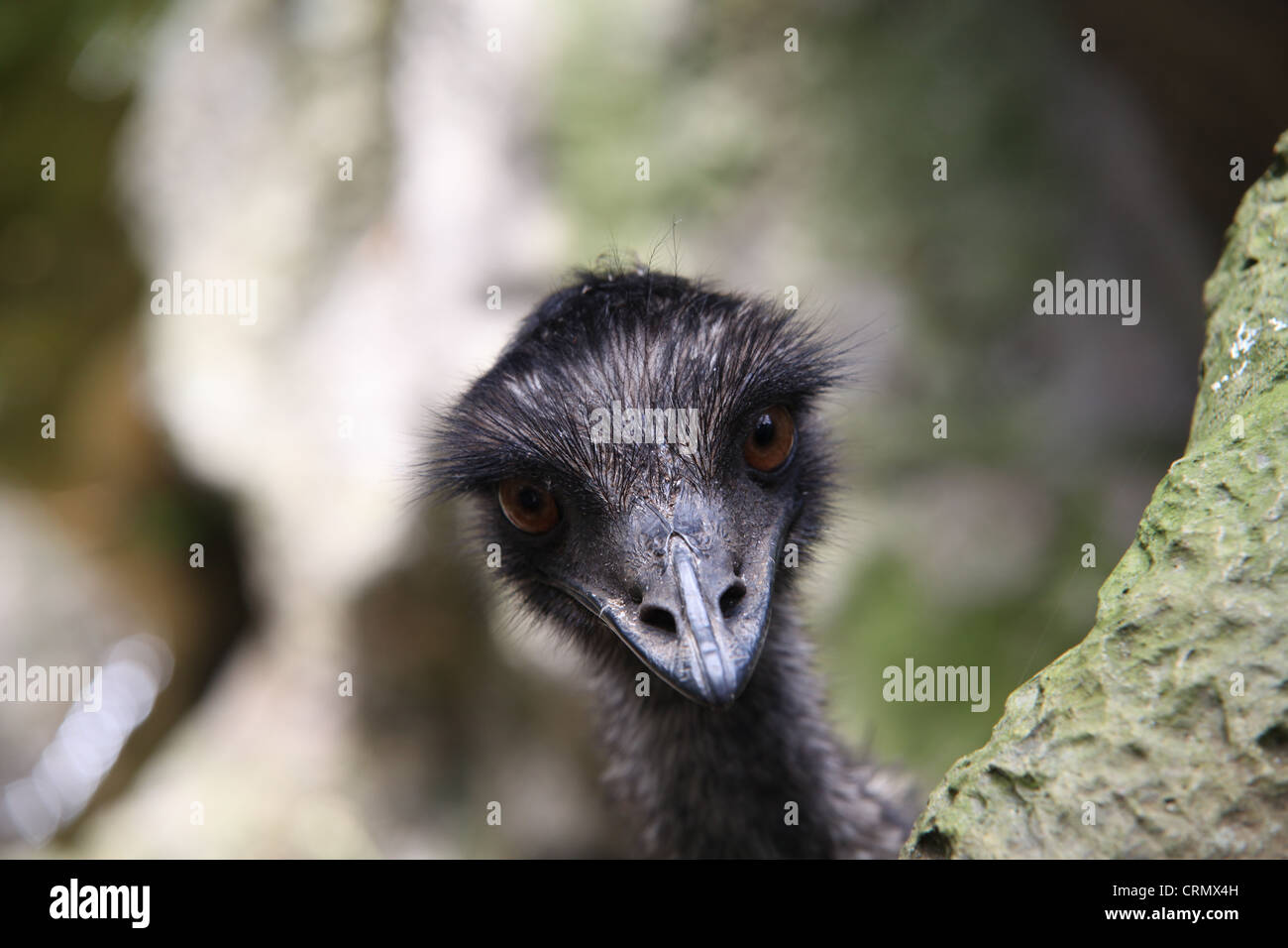 Emu peeking over a rock at Loro Parque Stock Photo - Alamy