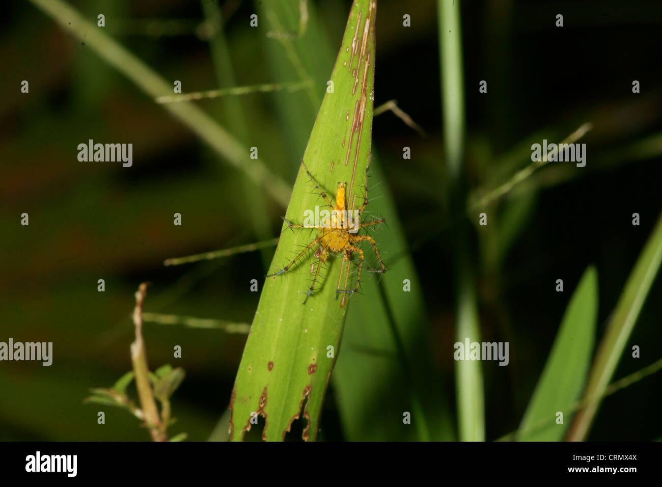Yellow Lynx spider Oxyopes variabilis Stock Photo - Alamy