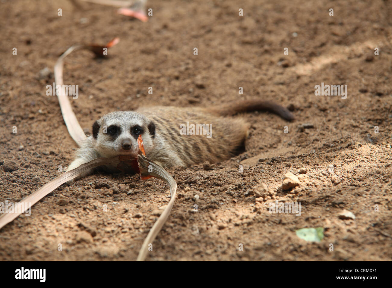 Meerkat laying down at Loro Parque Stock Photo - Alamy