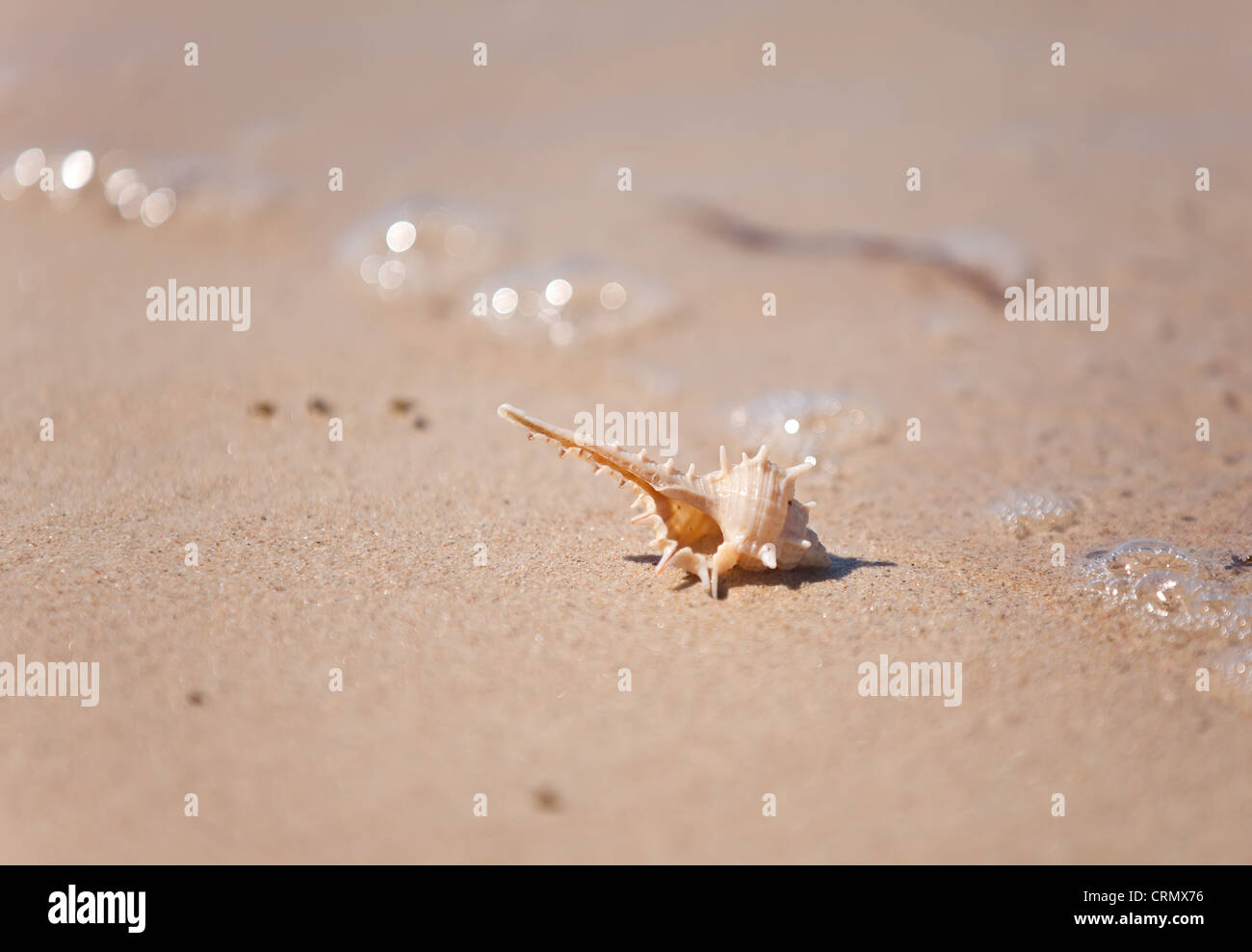 Seashell macro view on sand beach with waves background Stock Photo - Alamy