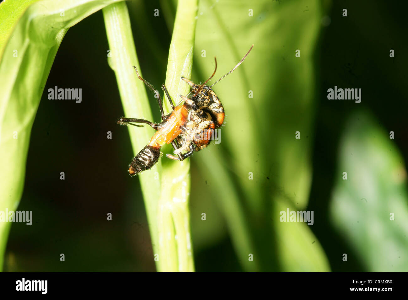 Phidippus jumping spider with large ant prey Stock Photo - Alamy