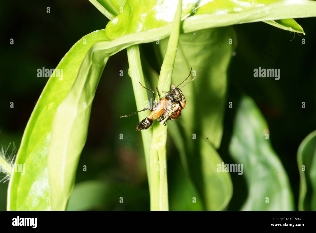 Jumping ant hi-res stock photography and images - Alamy