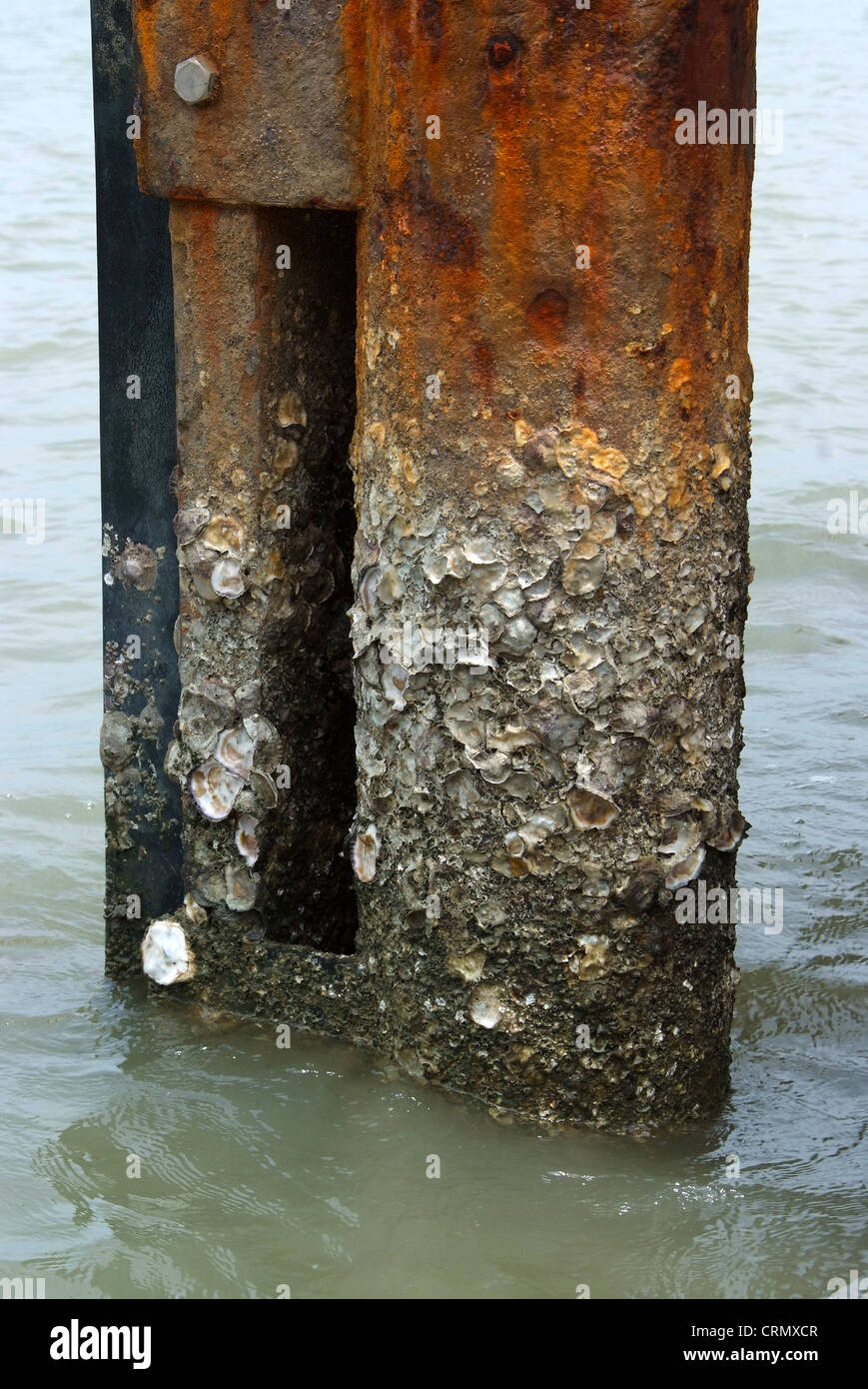 Barnacle adhesion on steel poles with rust Stock Photo - Alamy