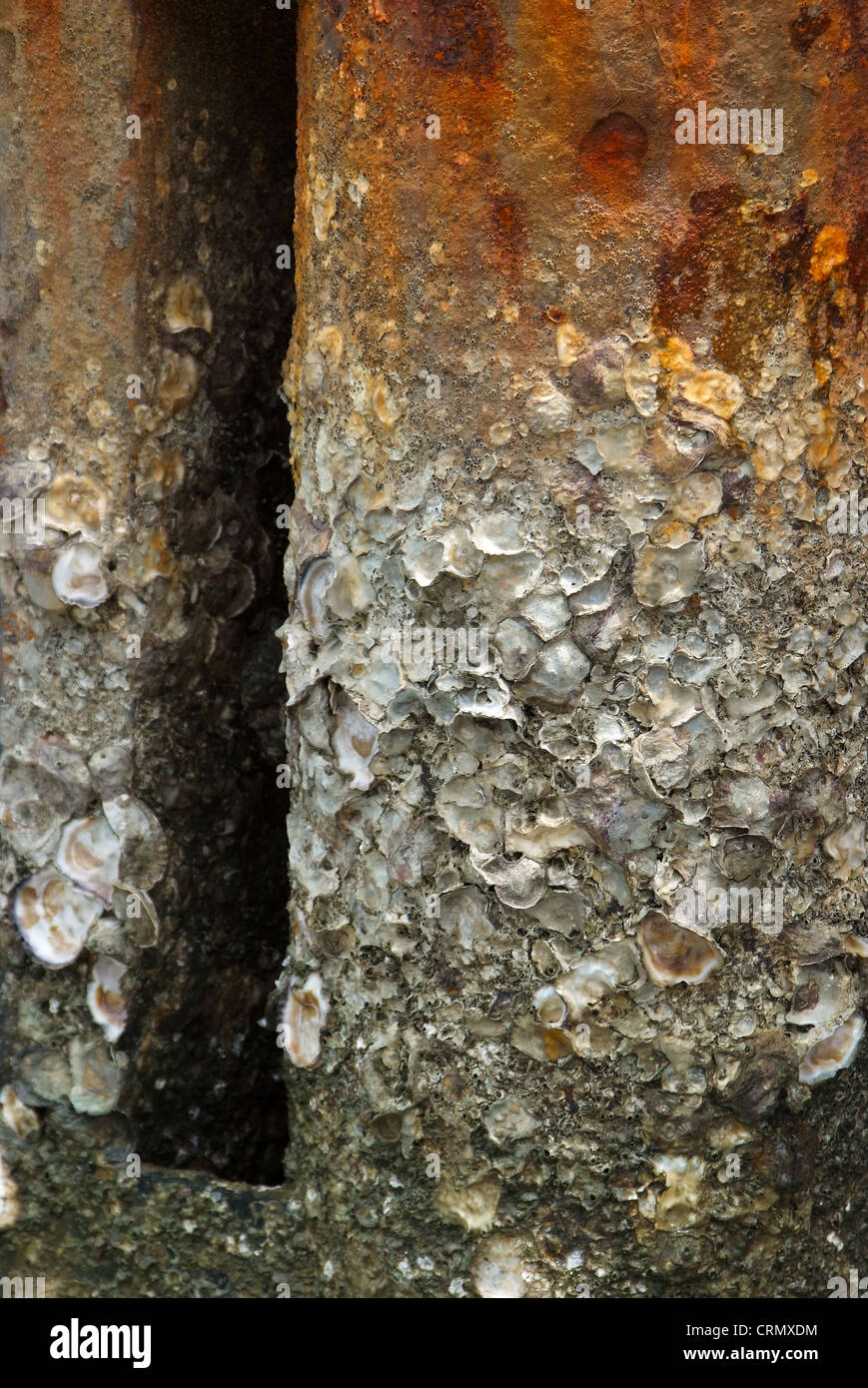 Barnacle adhesion on steel poles with rust Stock Photo - Alamy
