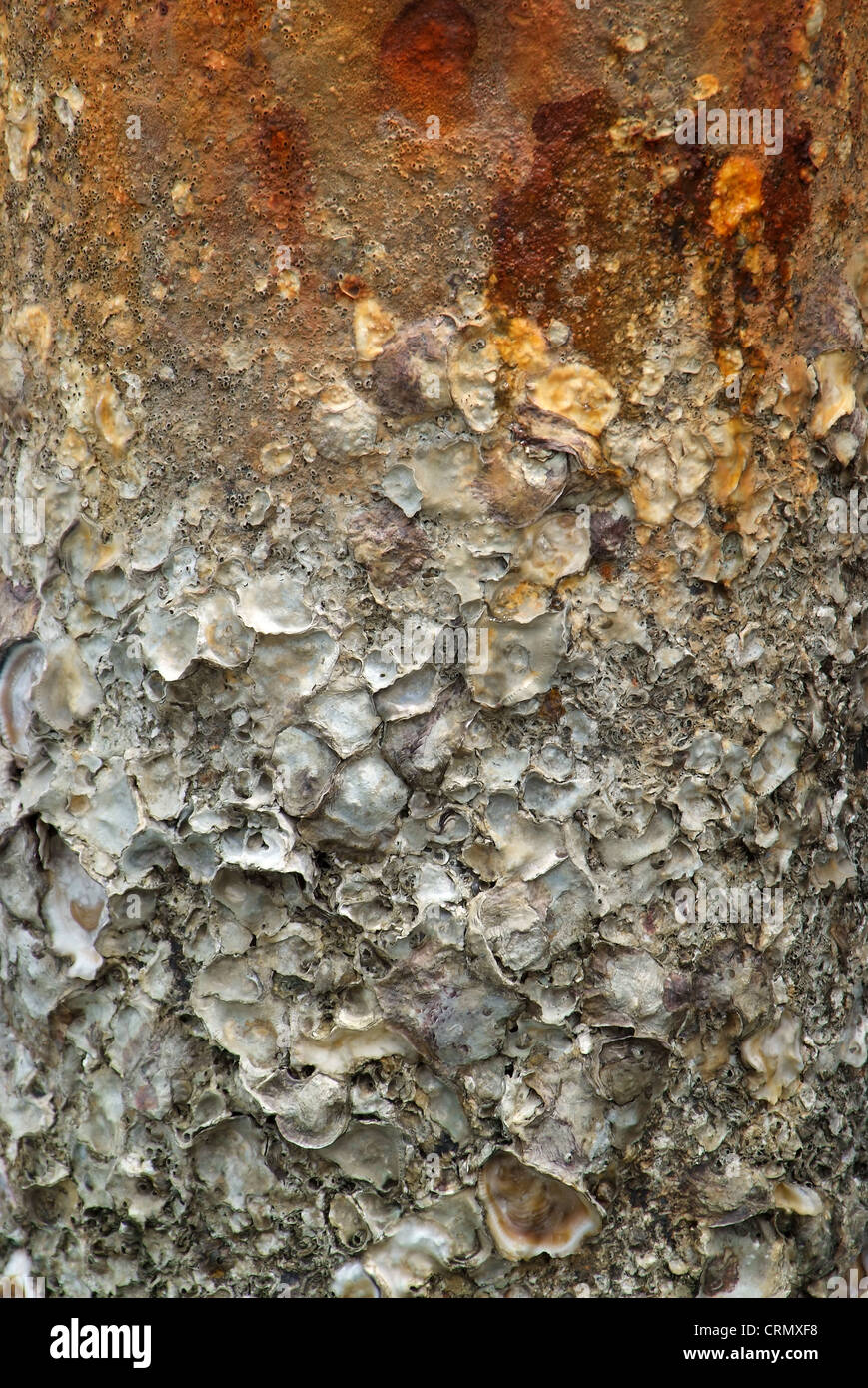 Barnacle adhesion on steel poles with rust Stock Photo - Alamy