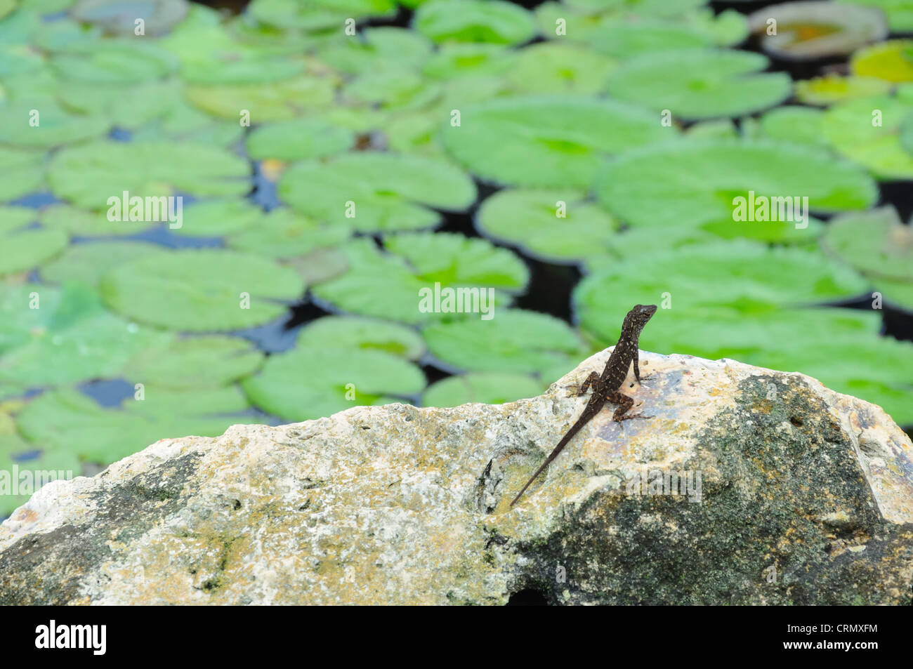 Small lizard soaking in the sun's heat on top of a rock surrounded by ...