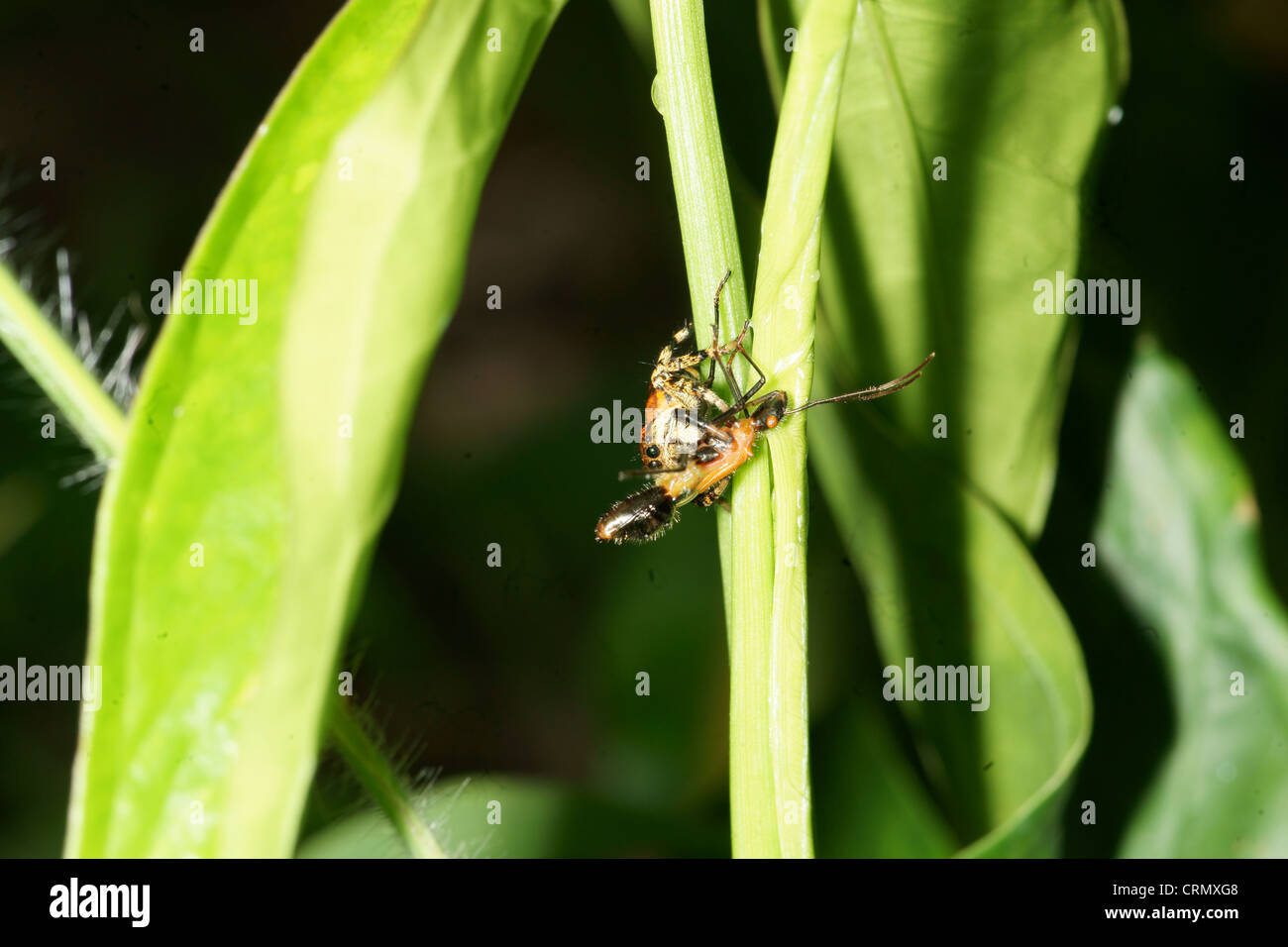 Phidippus jumping spider with large ant prey Stock Photo - Alamy