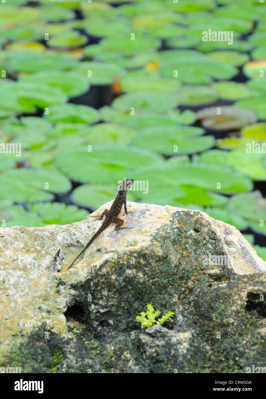 Small Anole lizard soaking in the sun's heat on top of a rock ...