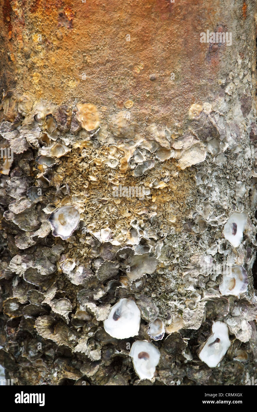 Barnacle adhesion on steel poles with rust Stock Photo - Alamy