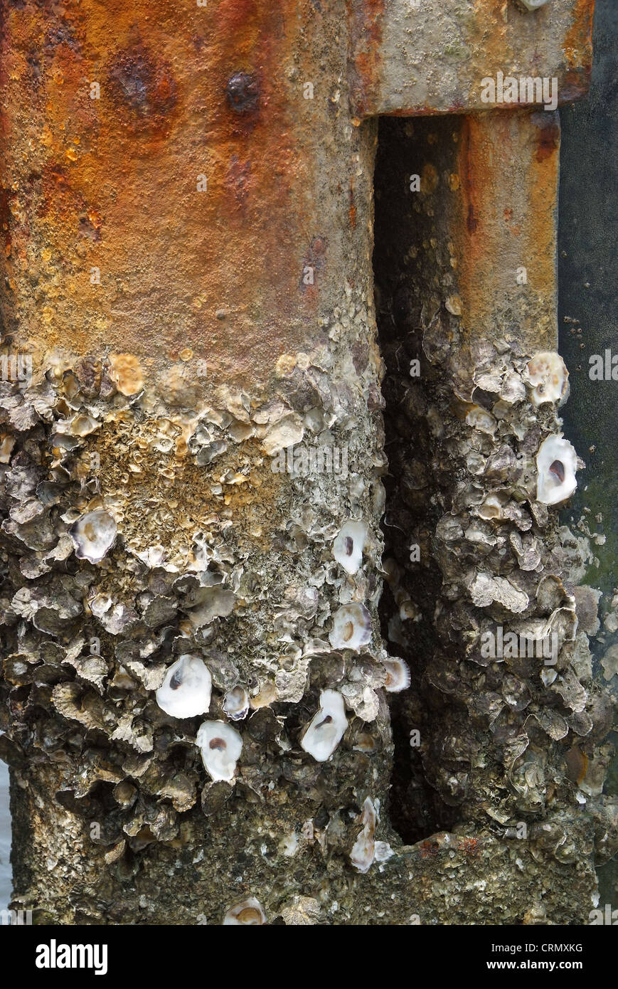 Barnacle adhesion on steel poles with rust Stock Photo - Alamy