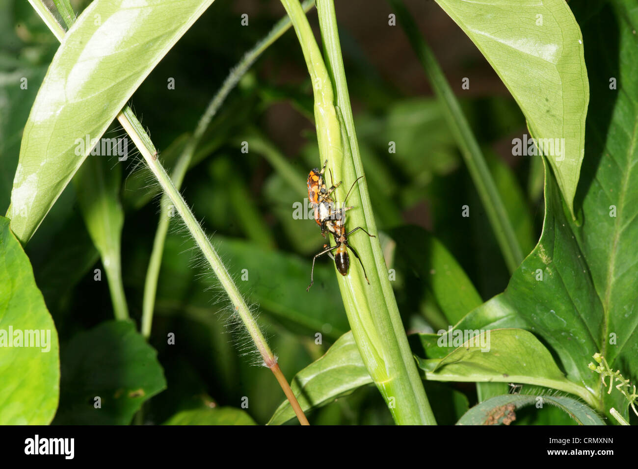 Phidippus jumping spider with large ant prey Stock Photo - Alamy