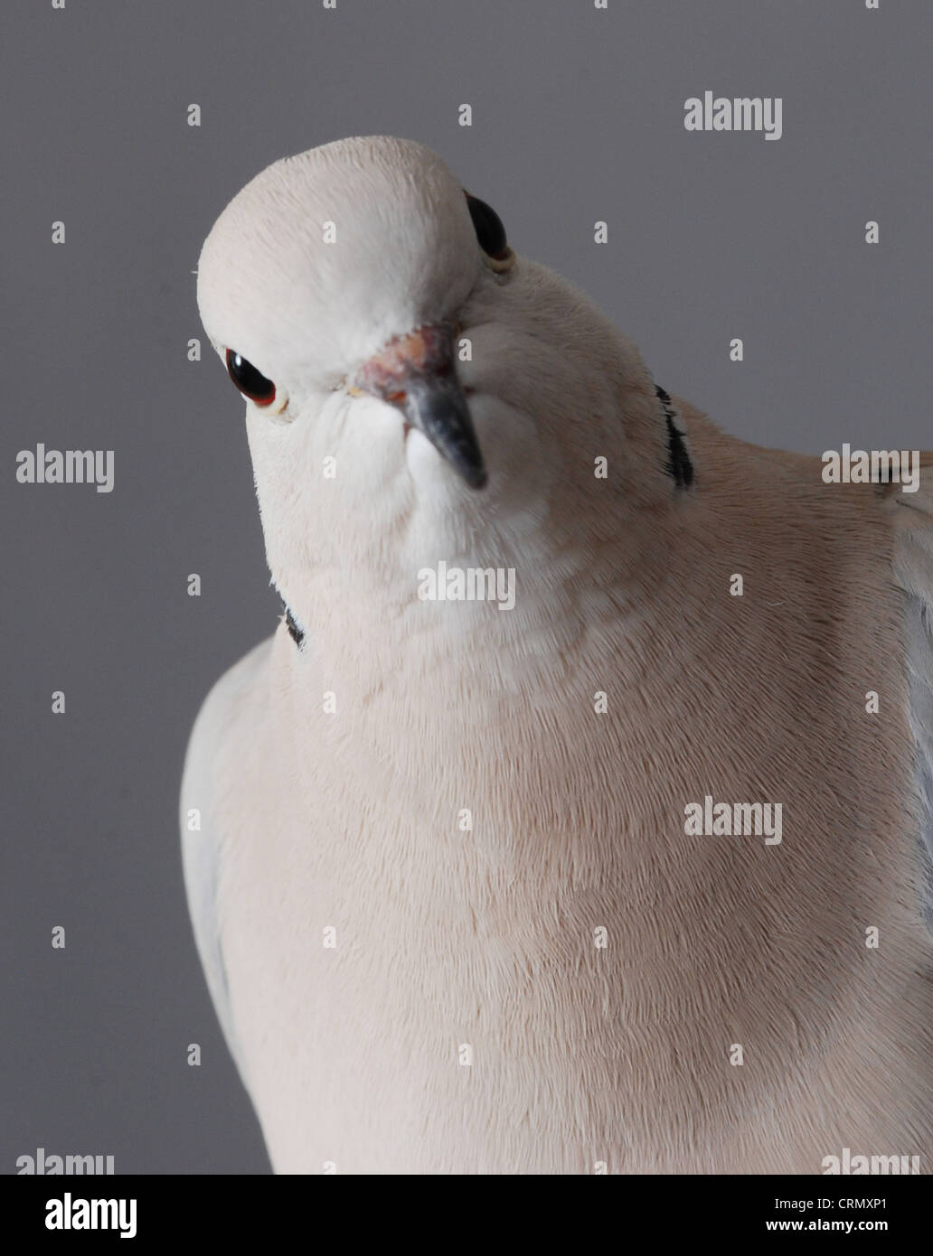 Ring neck dove hi-res stock photography and images - Alamy