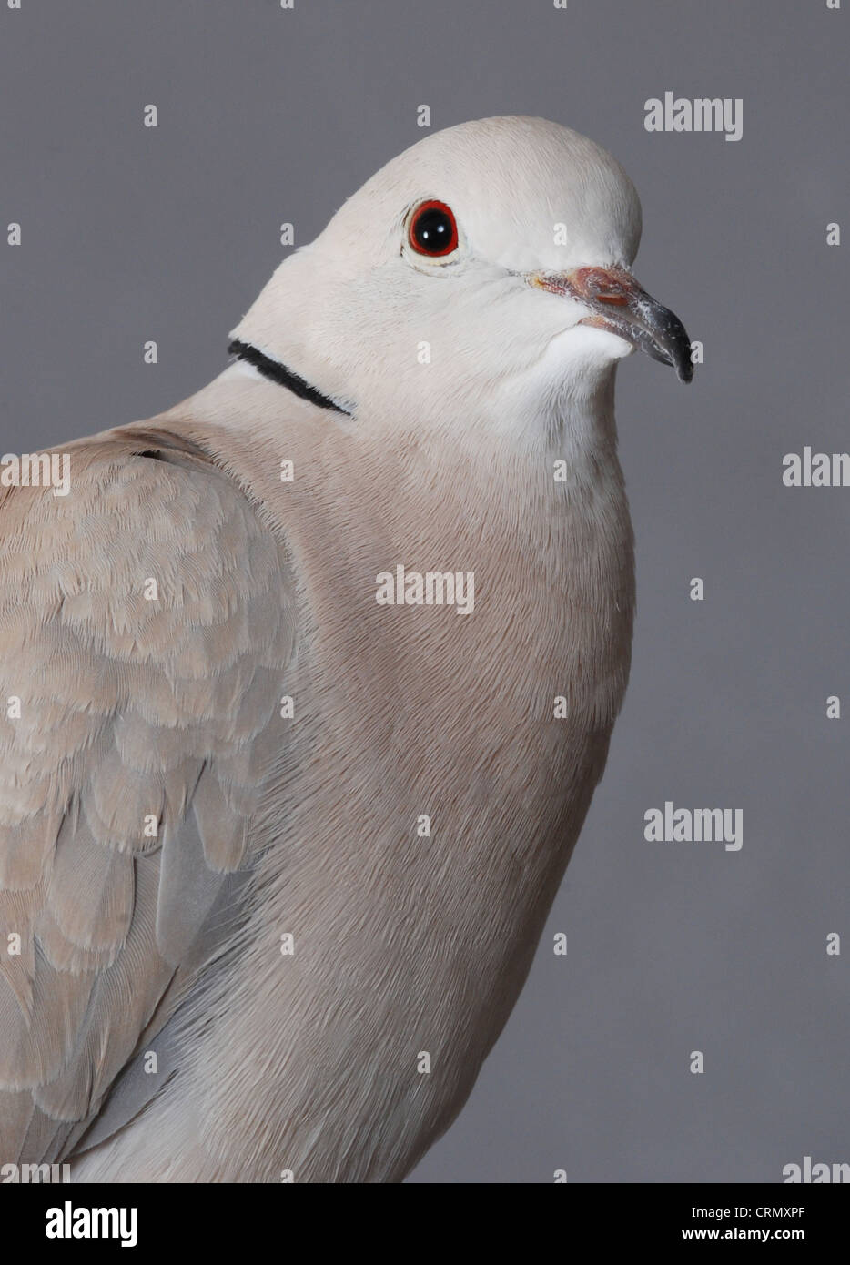 Portrait of a ring necked dove. On grey background Stock Photo - Alamy