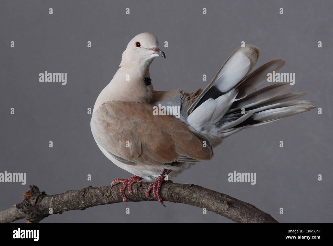 Ring-necked dove with feathers spread, perched on natural branch Stock ...