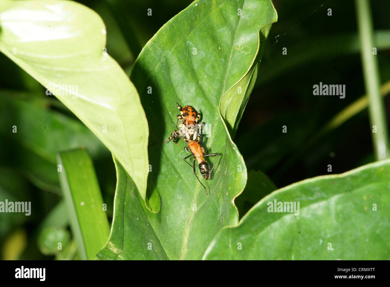 Phidippus jumping spider with large ant prey Stock Photo - Alamy