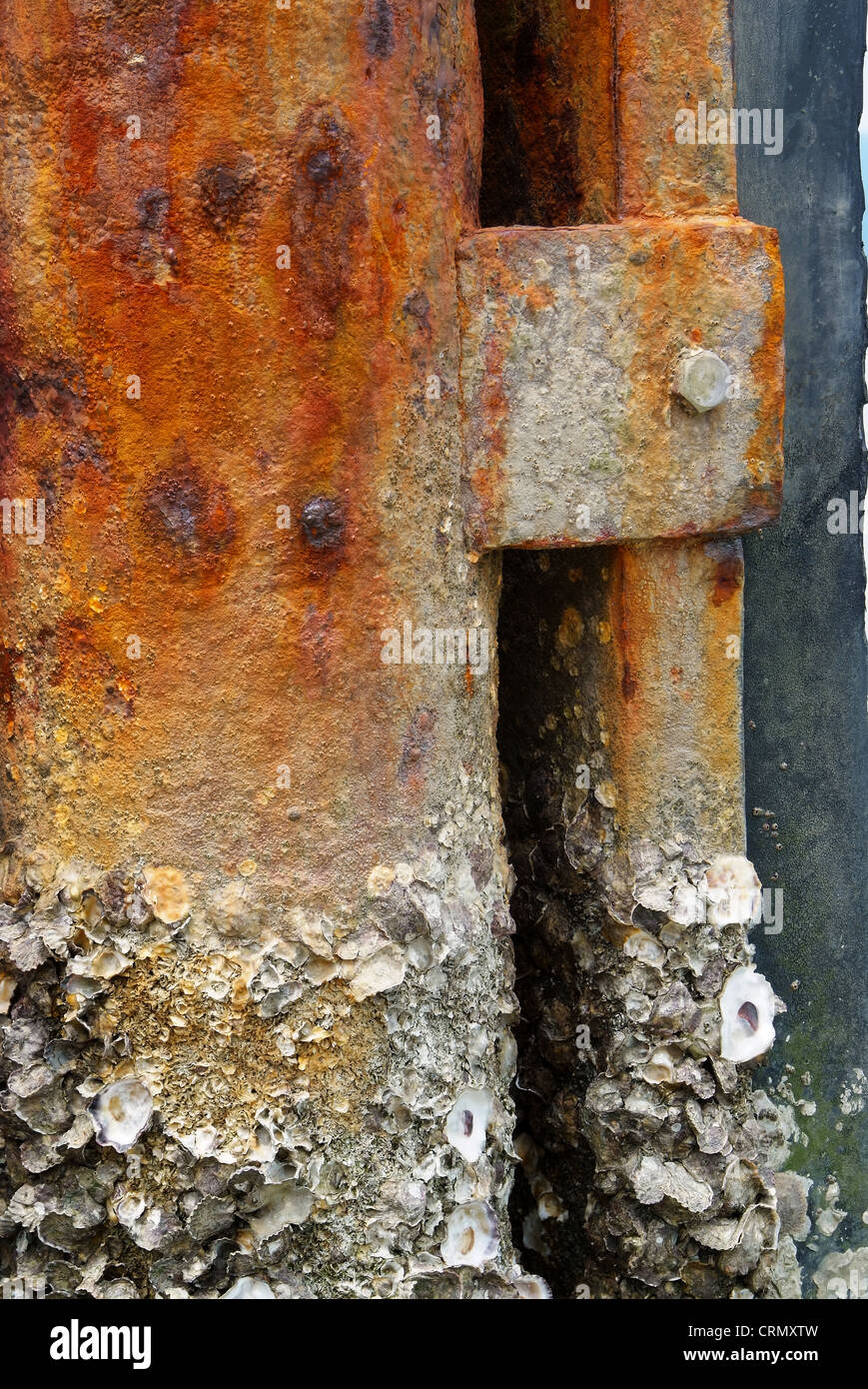 Barnacle adhesion on steel poles with rust Stock Photo - Alamy