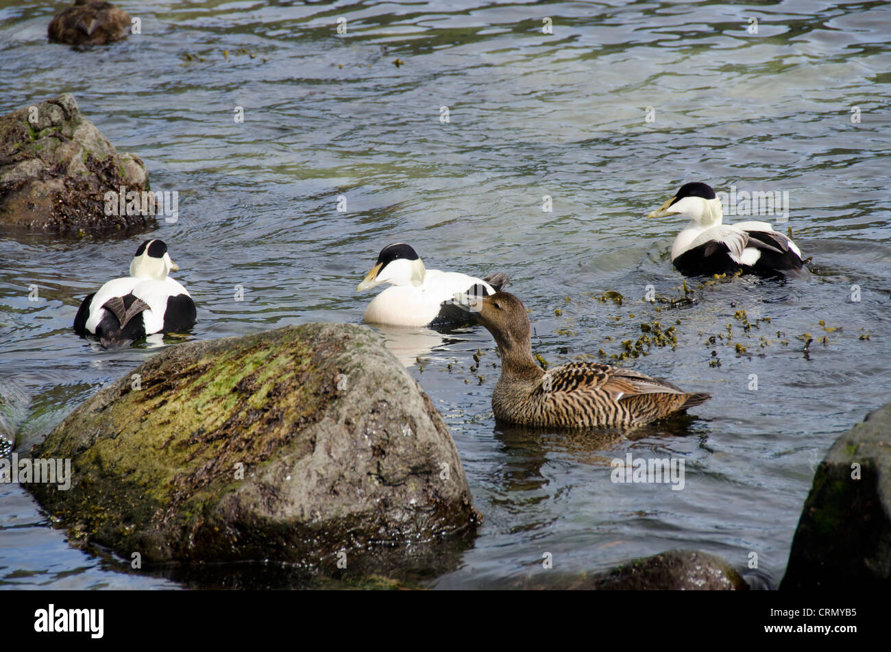 Denmark, Faroe Islands, Island of Streymoy. Common Eider duck for it's thick down. Male & female ...
