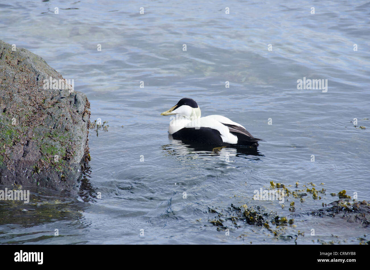 Kingdom of Denmark, Faroe Islands (aka Foroyar), Island of Streymoy. Common male Eider duck for ...