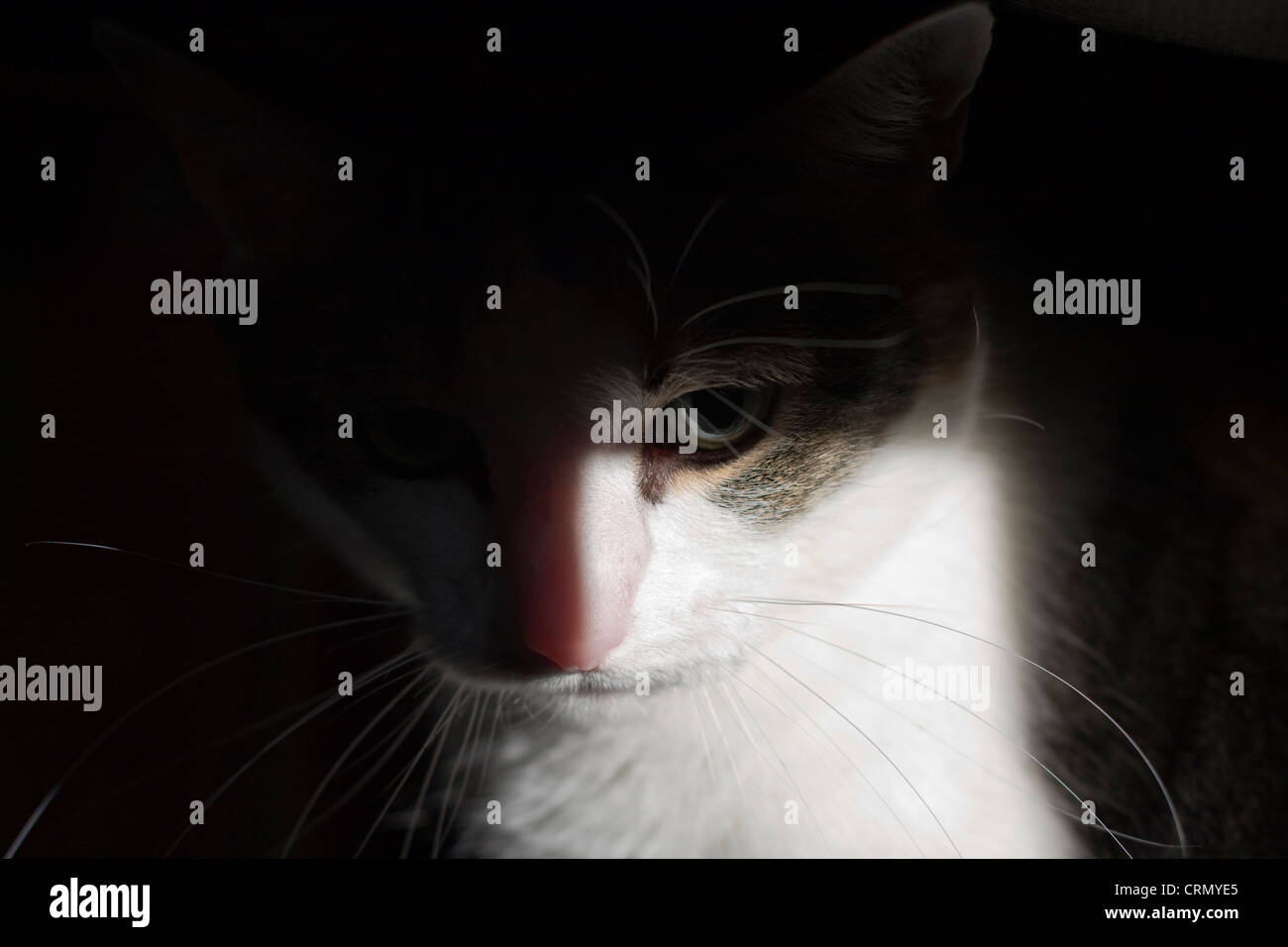 Pouncing cat hi-res stock photography and images - Alamy