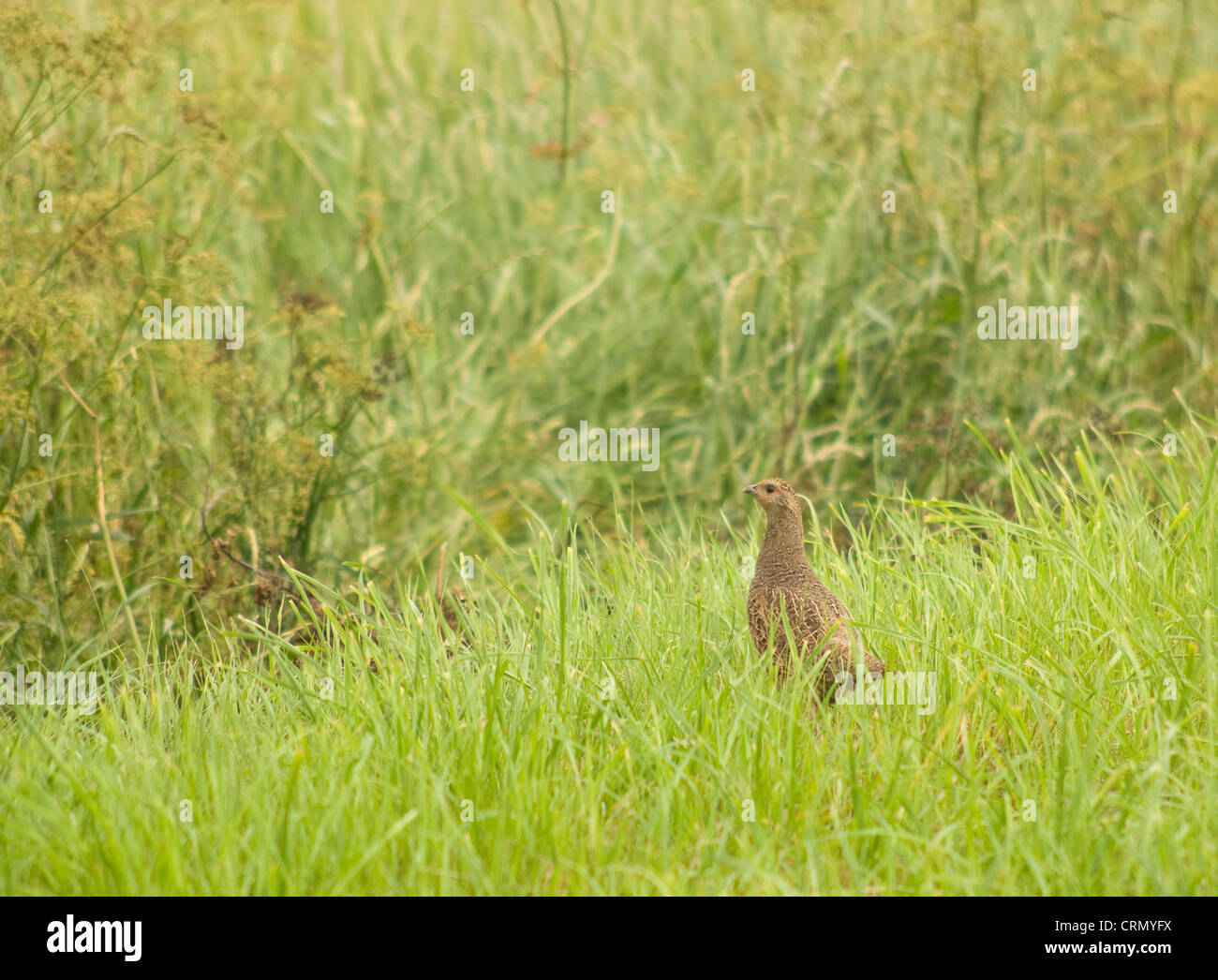 Partridge beautiful feathers hi-res stock photography and images - Alamy