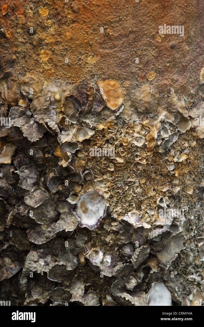 Barnacle adhesion on steel poles with rust Stock Photo - Alamy