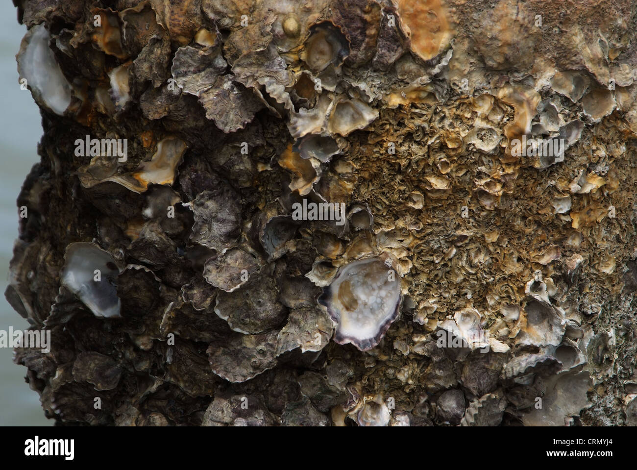 Barnacle adhesion on steel poles with rust Stock Photo - Alamy
