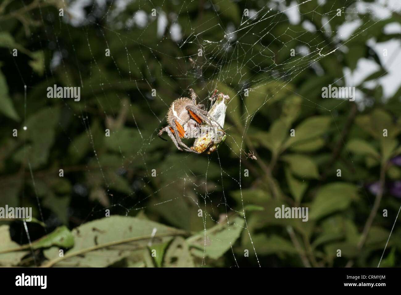 Eriophora hi-res stock photography and images - Alamy