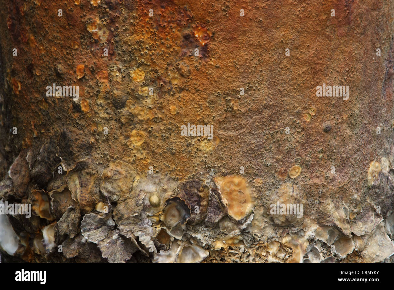 Barnacle adhesion on steel poles with rust Stock Photo - Alamy
