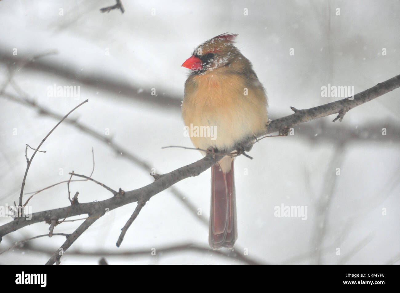 Northern cardinal female in hi-res stock photography and images - Alamy