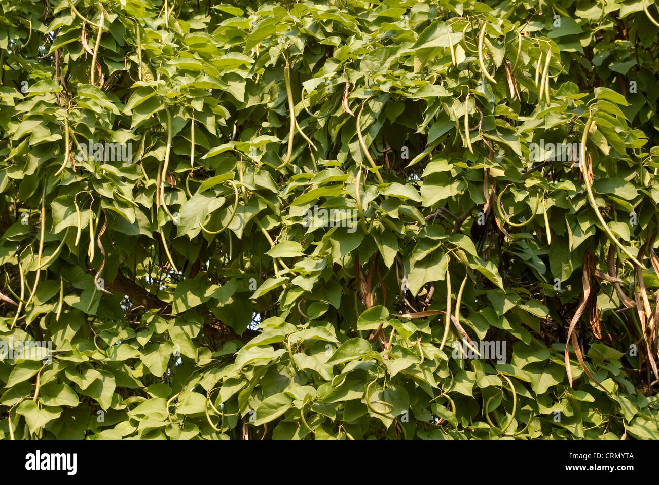 Spade Shaped Leaves High Resolution Stock Photography and Images - Alamy