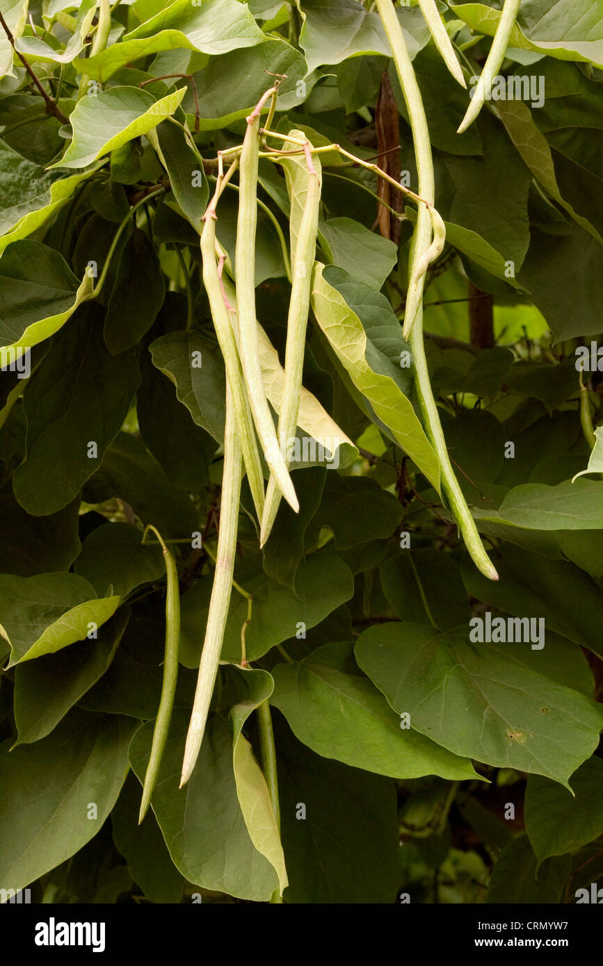 Spade Shaped Leaves High Resolution Stock Photography and Images - Alamy