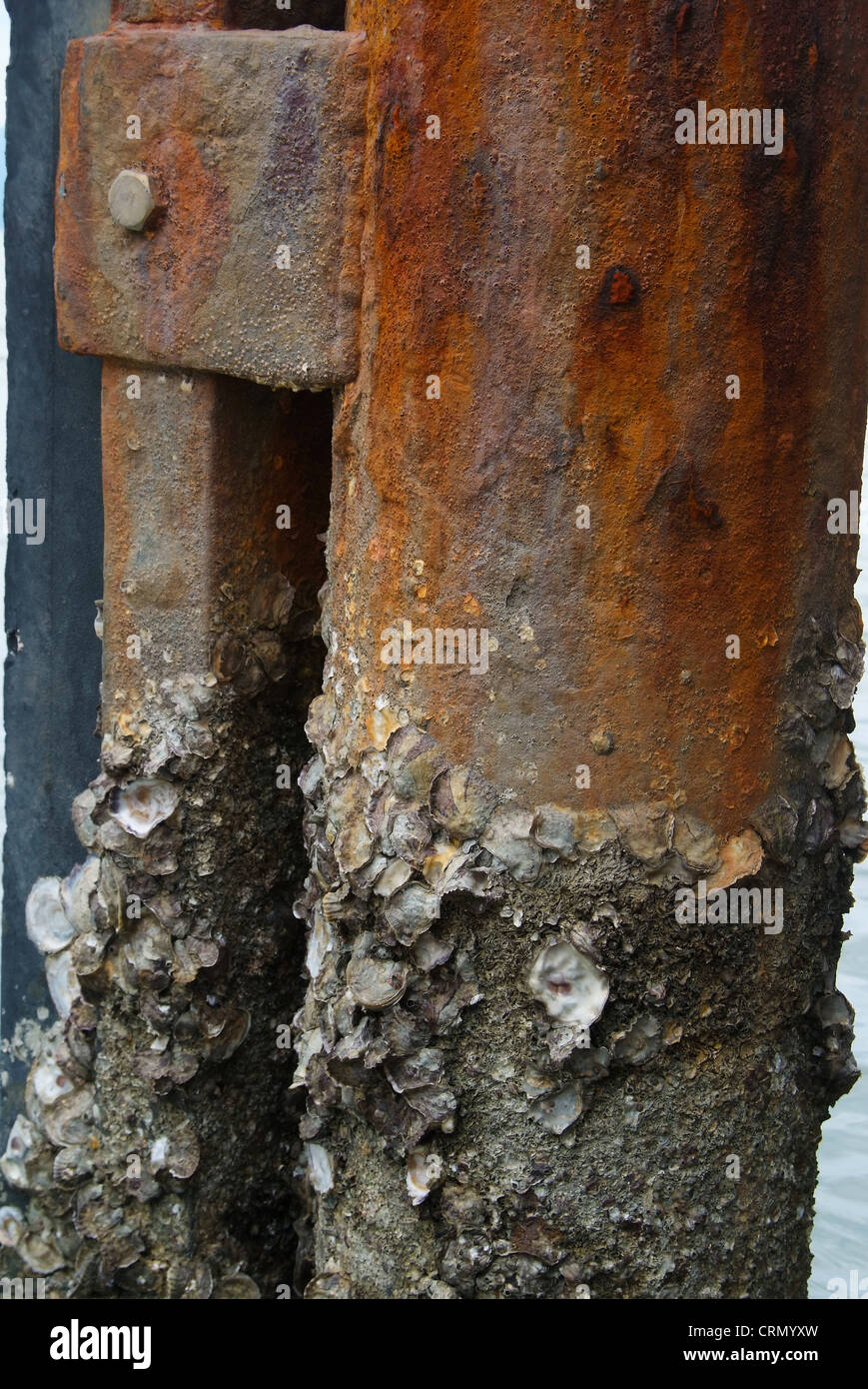 Barnacle adhesion on steel poles with rust Stock Photo - Alamy