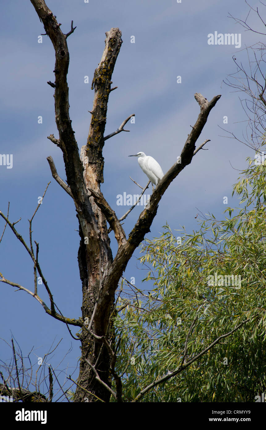 National bird of romania hi-res stock photography and images - Alamy