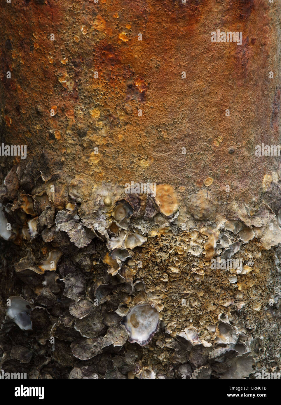 Barnacle adhesion on steel poles with rust Stock Photo - Alamy