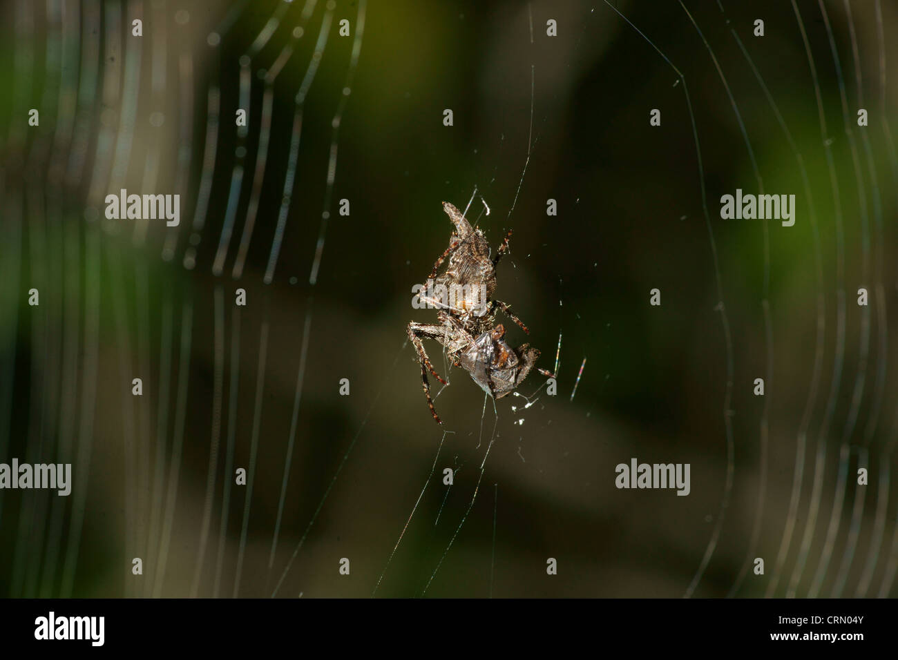 Panama spiders hi-res stock photography and images - Alamy