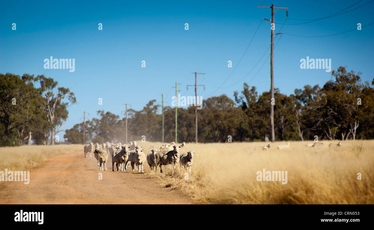 Sheep farming australia hi-res stock photography and images - Alamy